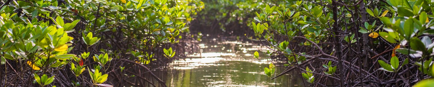 Our Approach - Nusantara Climate Initiative
